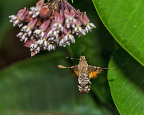 小豆长喙天蛾 Porcellus Pixabay上的免费照片 Pixabay