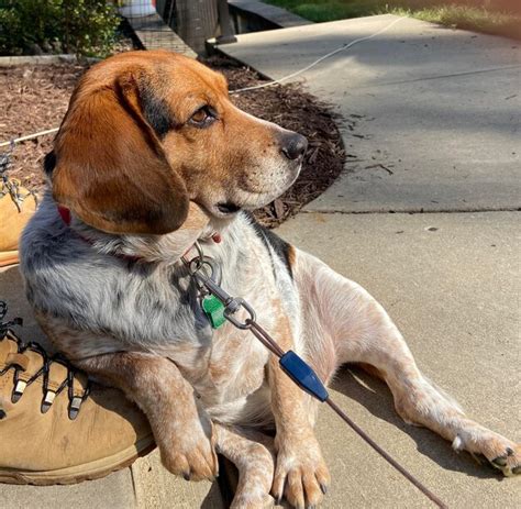 Premium Photo Beautiful Bailey Soaking Up The Afternoon Sunshine