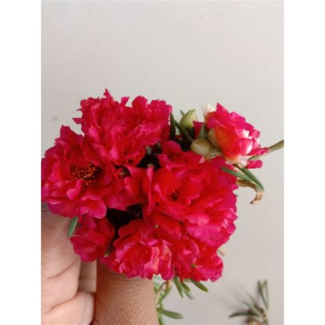 Jual Paket Krokot 10 Warna Shopee Indonesia