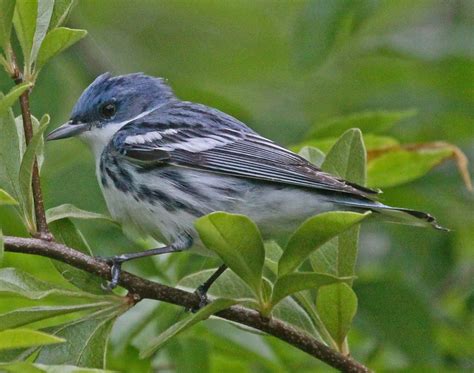 Mariquita Azul Características Habitat Reprodução Alimentação E