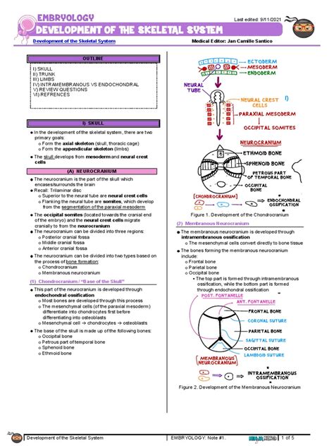 Development Of Skeletal System Atf Pdf