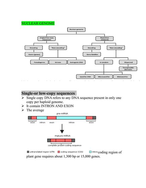Plant Nuclear Genome Organization