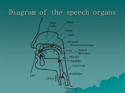 Ppt Speech Organs Powerpoint Presentation Free Download Id9419046
