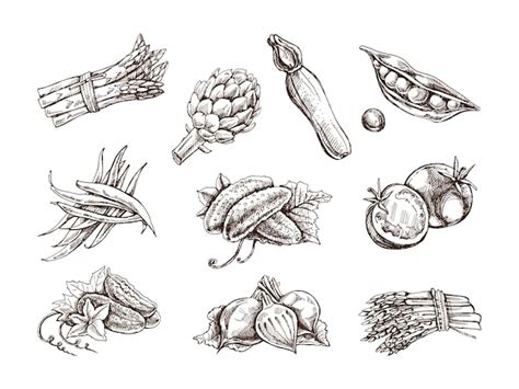 Premium Vector A Hand Drawn Set Of Vegetables In Sketch Style Vector