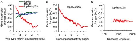Transcriptional Activity And Not Transcript Length Reflects