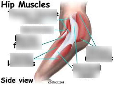 Hip Muscles Diagram Quizlet