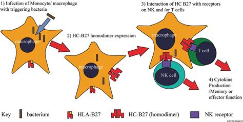 Hla B27 Natural Function And Pathogenic Role In Spondyloarthritis