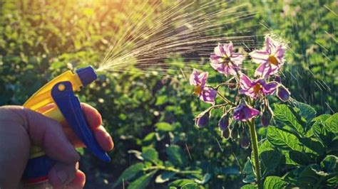 7 Best Insecticide For Vegetable Garden Just Pure Gardening