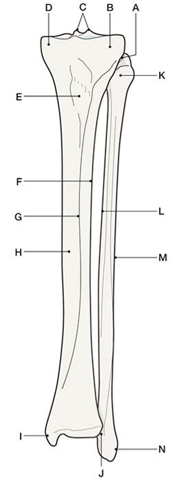 Anterior Tib Fib Diagram Quizlet