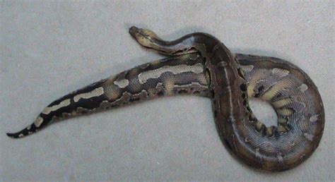 Python Curtus Facts And Pictures