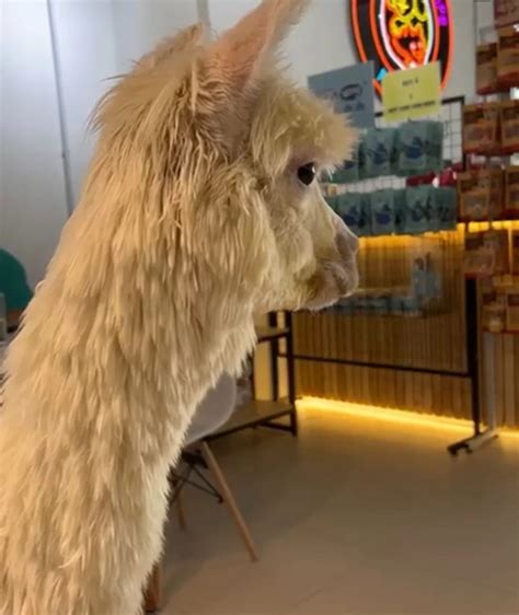 Furritohaus 🎉🎊taman Equine全马第一家草泥马宠物咖啡店。 店家超爱草泥马，