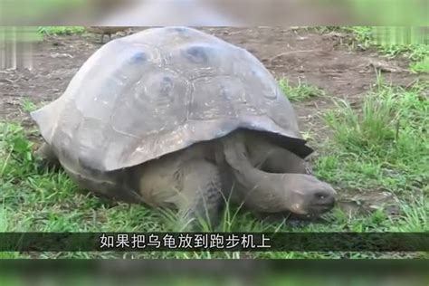 谁说乌龟爬的慢？外国小伙跑步机测试“龟速”：能赢兔子绝非偶然测试小伙乌龟