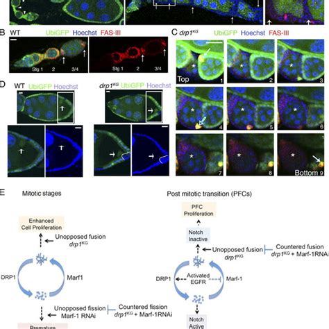 Drp1 Down Regulation Causes Developmental Defects In Ovarioles And
