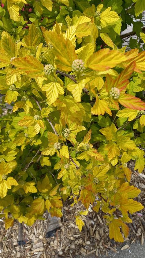Physocarpe à Feuilles Dobierboule Dor Ma Botanique