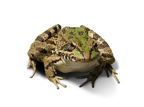 Frog Cropped Image Bottomless · Free Photo On Pixabay
