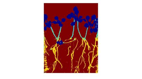 Matlab Algorithm That Segments Different Parts Of Plants Freelancer