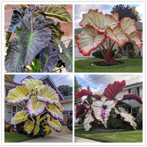 [elephant Ear For Sale]garden Decoration Ornaments Enjoyable Courtyard