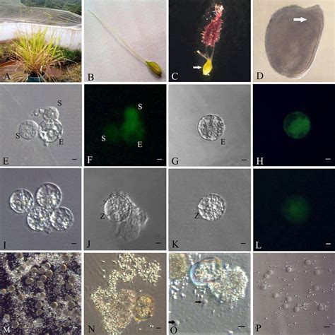 Isolation Of The Sperm Egg Cell And Zygote Of Medicinal Wild Rice A