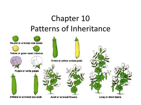Ppt Chapter 10 Patterns Of Inheritance Powerpoint Presentation Free