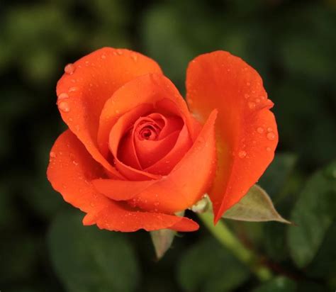 Rose Fearless Pbr Bush Form Hello Hello Plants