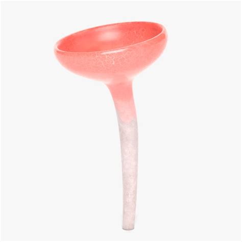 Cookeina Speciosa 버섯 3d 모델 Turbosquid 2144984