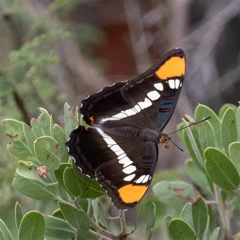 Arizona Sister Adelpha Eulalia Doubleday 1848 Butterflies And