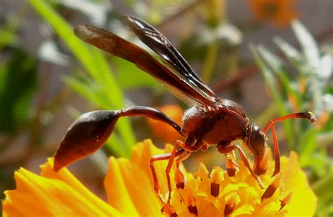 The South American Potter Wasp Project Noah