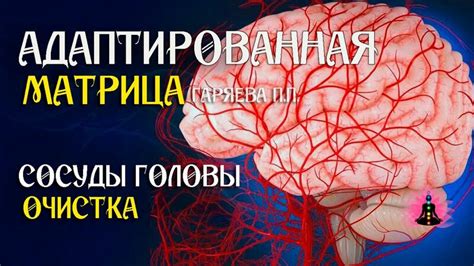 Очистка сосудов головы Адаптированная матрица Гаряева П П Смотреть онлайн в