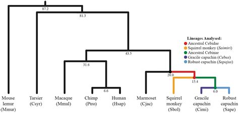 Simple Primate Phylogeny