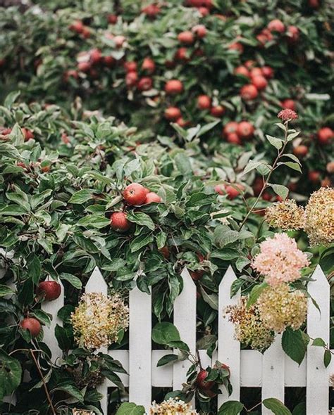 Tea By The Lake On Instagram Apples Hydrangeas And A White Picket