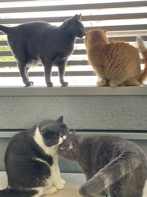 第213機械室 On Twitter Rt Catapartment シンクロ感
