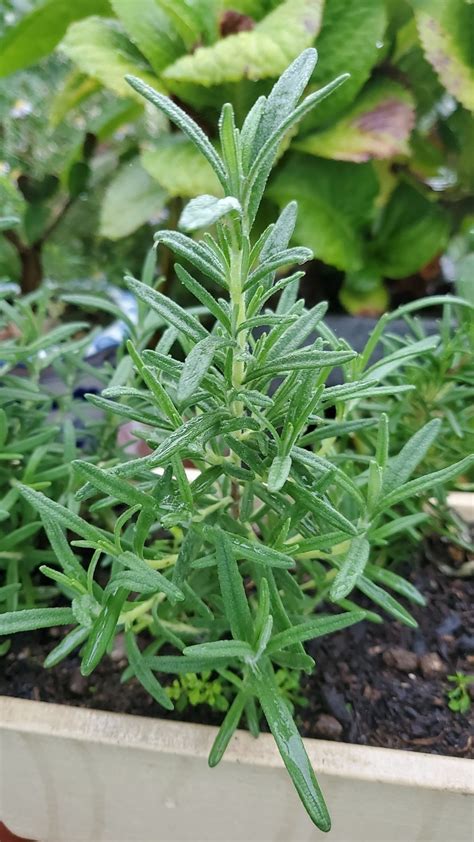 🌱씨앗발아 로즈마리 두포기 폭풍성장했어요 꿀팁 캐시피드