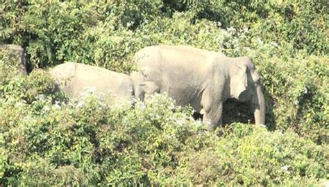 কক্সবাজারে বন্যহাতির আক্রমণে এক ব্যক্তির মৃত্যু