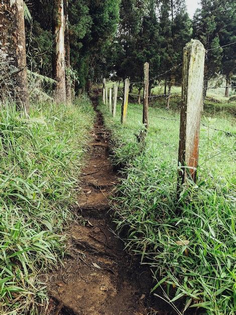 Premium Photo Path Way In The Woods