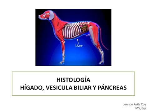 PDF HISTOLOGÍA HÍGADO VESICULA BILIAR Y PÁNCREAS HISTOLOGÍA HÍGADO VESICULA BILIAR Y