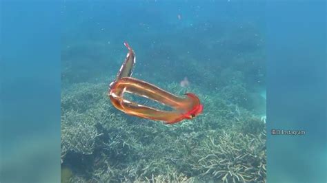 海中跳舞的章魚澳洲科學家大堡礁喜見毯子章魚 台視新聞
