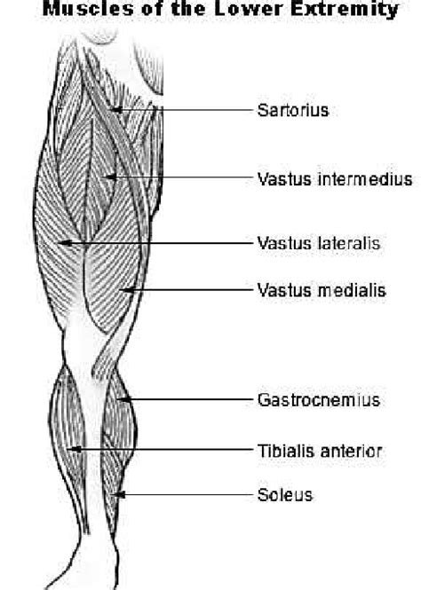 Surface Electromyography Semg Placement For Vastus Medialis Oblique