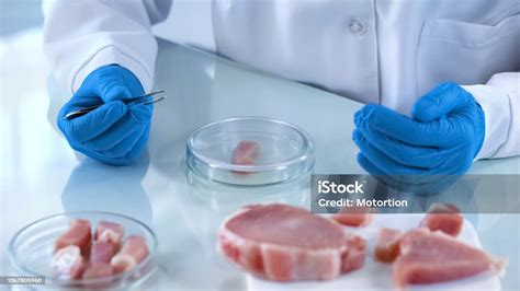 Gmo 식품 품질 관리 인증에 대 한 고기 샘플을 테스트 하는 과학자 Stem 주제에 대한 스톡 사진 및 기타 이미지 Stem 주제 개념 건강 검진 Istock