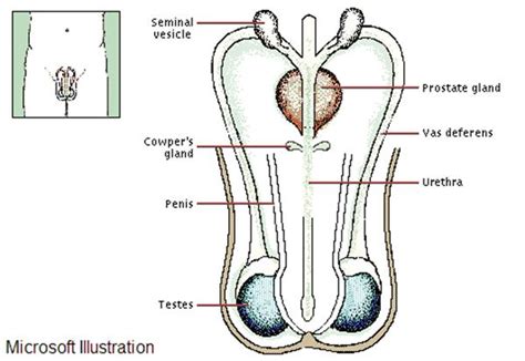 Sistemul Reproducator Masculin