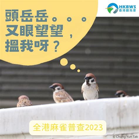 【全港麻雀普查2023 Hong Kong Bird Watching Society 香港觀鳥會 Facebook