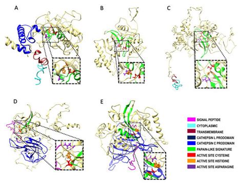 Extracellular Cysteine Proteases Of Key Intestinal Protozoan Pathogens