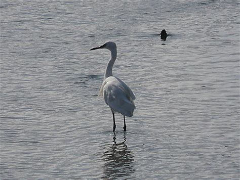 Echassier Oiseaux Animaux Morbihan Bretagne