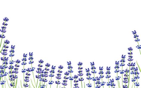 흰색 배경에 분리된 라벤더 그림이 있는 수채화 배너 미용 제품 및 식물학 세트 화장품 및 의학의 세부 사항 디자이너 스파 장식 엽서 포장지 스크랩북 표지 초대장 포스터 및