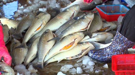 高雄烏魚大豐收！港口堆成小山 金黃色烏魚卵閃耀漁民樂翻｜四季線上4gtv
