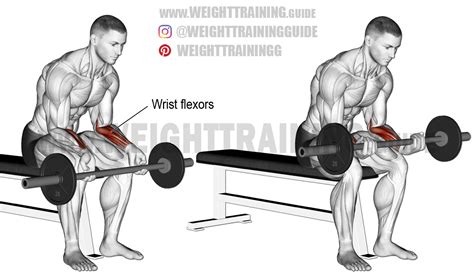 Seated Barbell Wrist Curl Exercise Type Isolated Pull Target Muscles