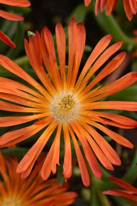 Buy Ocean Sunset Orange Vibe Ice Plant Delosperma Free Shipping