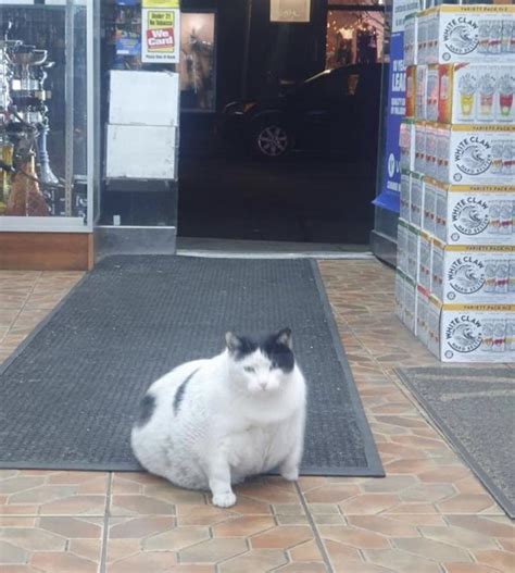 Chonky Kitty Kat Rabsoluteunits