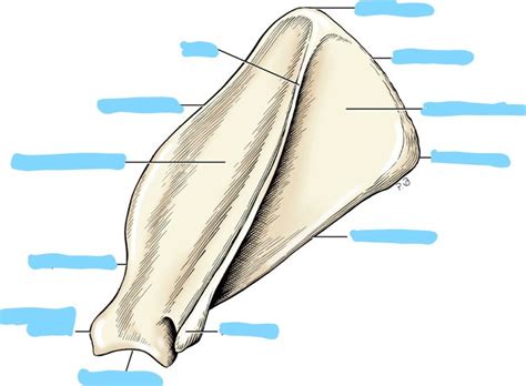 Left Scapula Lateral Surface Diagram Quizlet