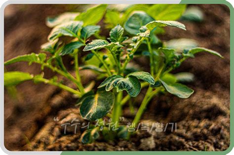 집에서 씨감자 만들기 감자 싹 틔우기 보관 심는 시기