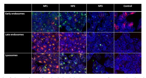 Figure 4 From Glucose Single Chain Polymer Nanoparticles For Cellular Targeting Semantic Scholar